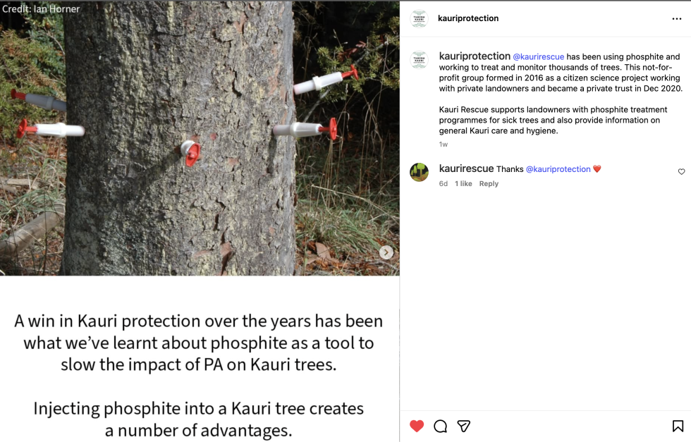 Kauri Rescue featured by Tiakina Kauri | Kauri Rescue